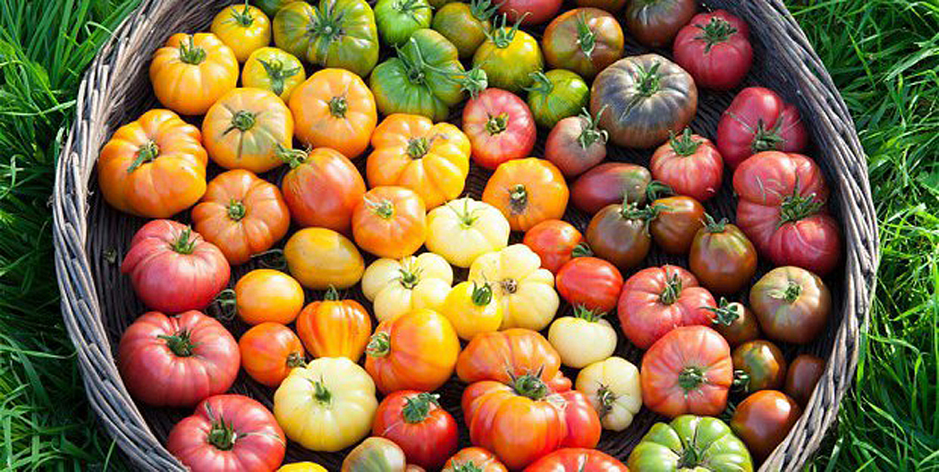 Recipes from Tomatoland – Simply Splendid Food